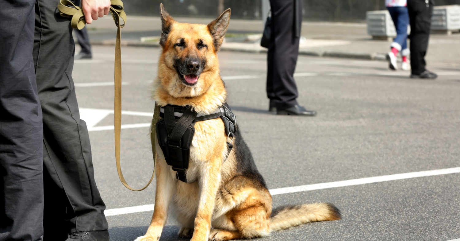Unlawful Drug Dog Search Defense